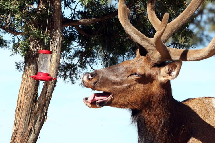 Bull elk shedding velvet for fall rut | Local News | paysonroundup.com