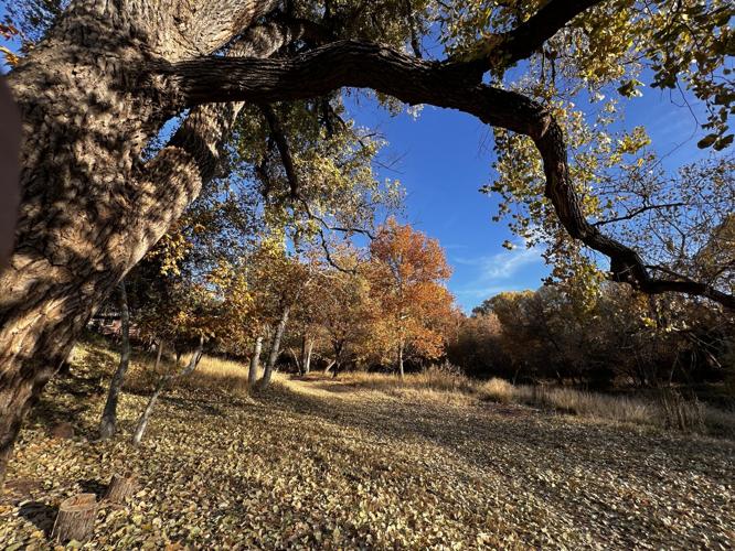 Thankful for the shimmer | 260 Connection | paysonroundup.com