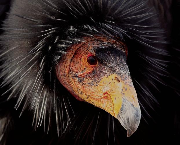First wild California condor nestling of the season hatched at Arizona ...
