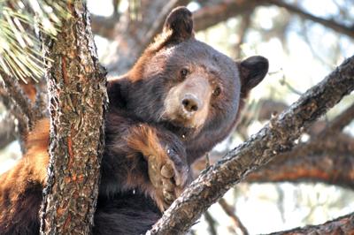 Rogue bear swats camper | | paysonroundup.com