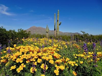 Arizona ‘Superbloom’ on the horizon, says travel write | Events ...