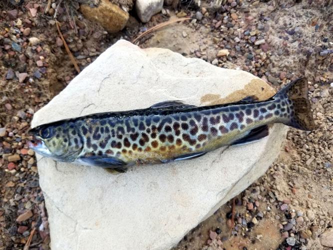 Carpe Diem with fall fishing at Roosevelt, Willow Springs lakes | Local ...