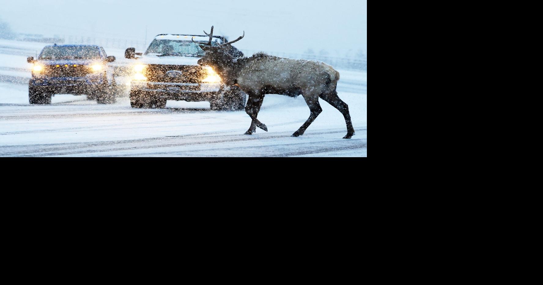 Game and Fish to track elk movement in Rim Country | News ...