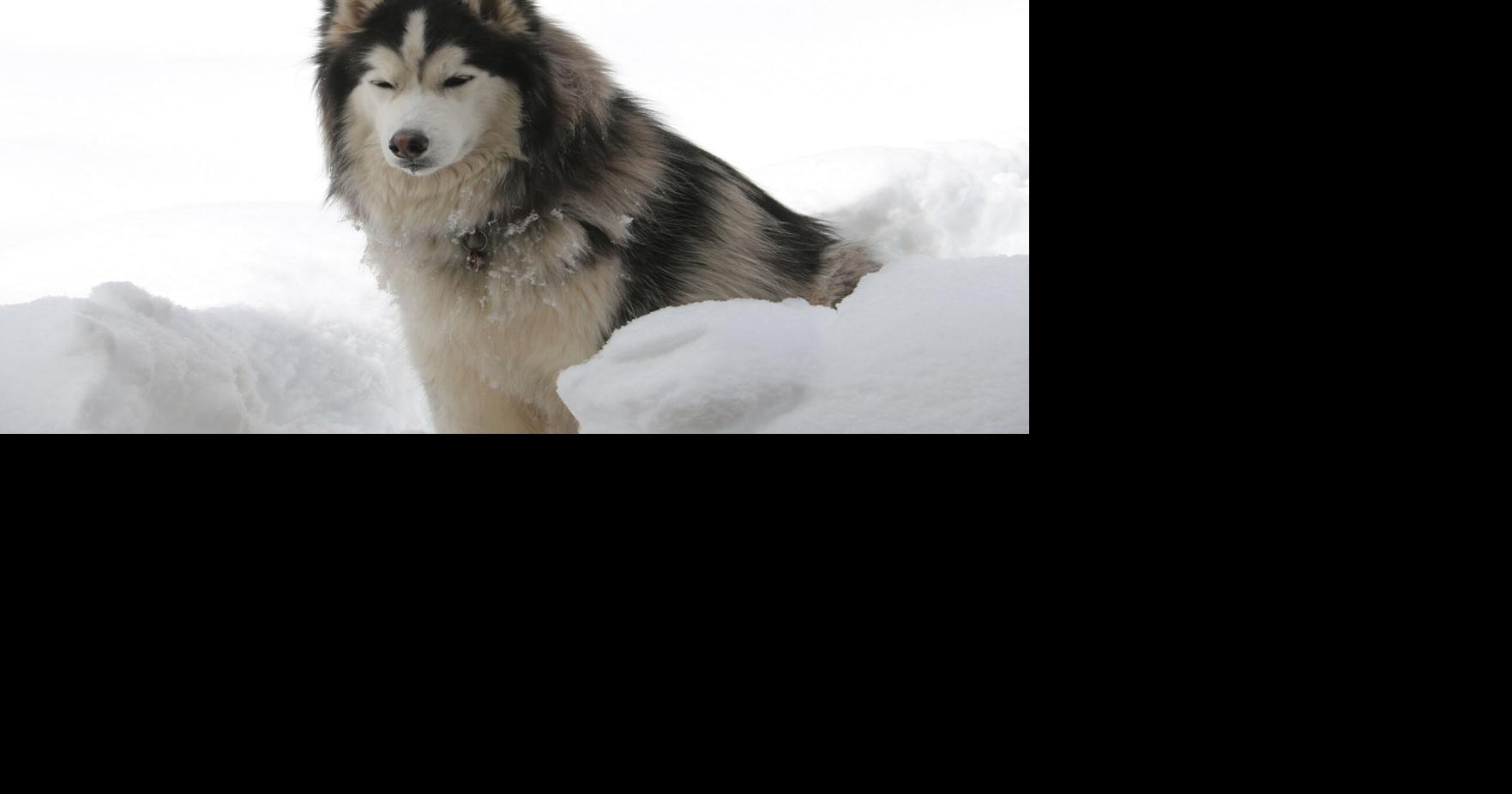 Why do dogs wag their tails? | 260 Connection | paysonroundup.com