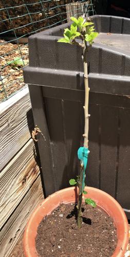 Grafting Project of Heritage Apple Trees at Shadow Rim Ranch Girl Scout ...