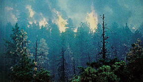 Dude Fire: Learning from tragedy’s lessons | Forest Management ...