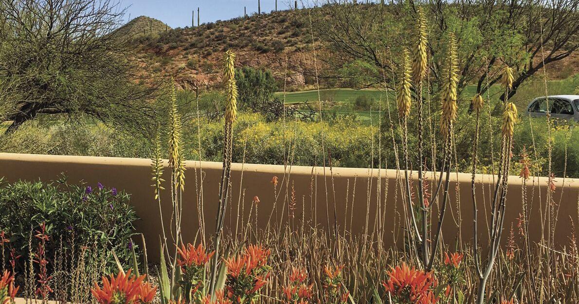 Explore high desert plants and learn the lingo | Arts Entertainment ...