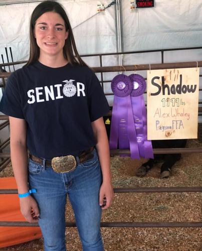 What it takes to raise a champion steer | Local News | paysonroundup.com