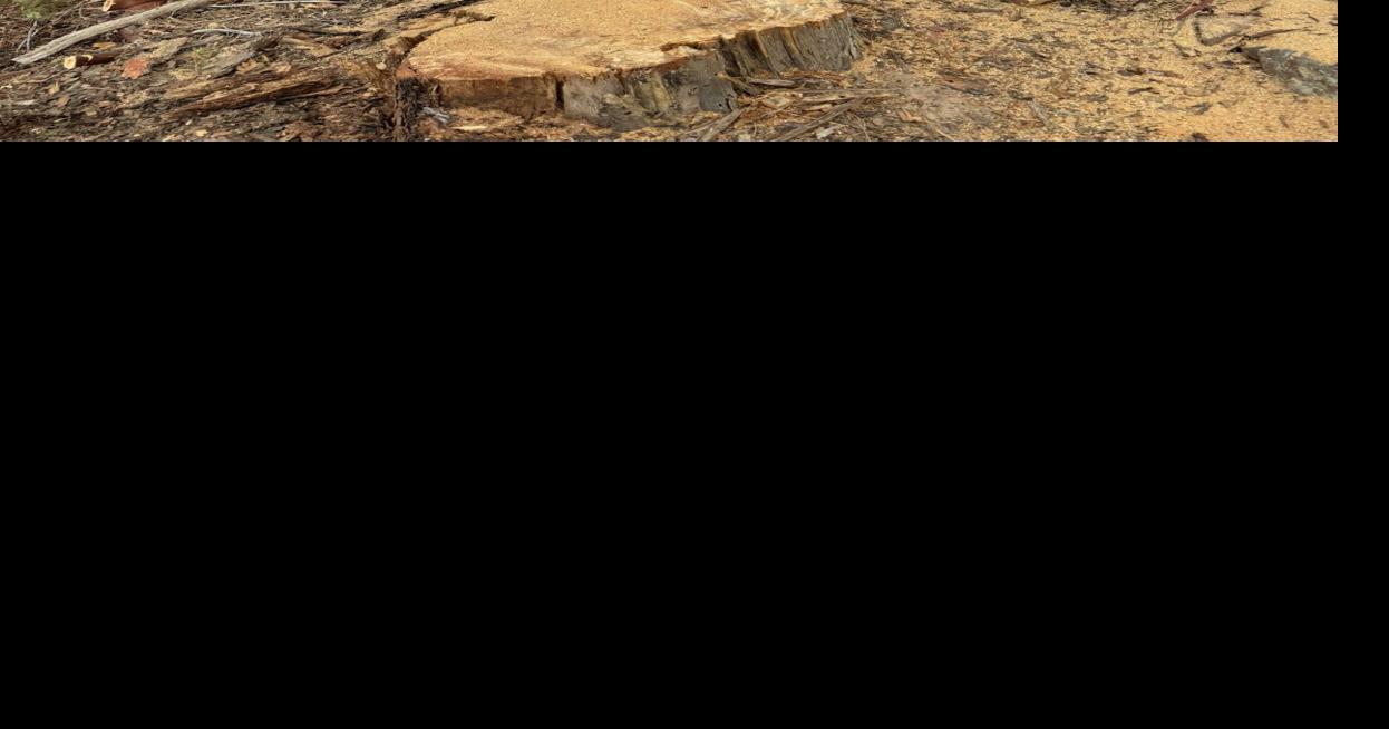 Wildfire management teams: divide and conquer | News | paysonroundup.com