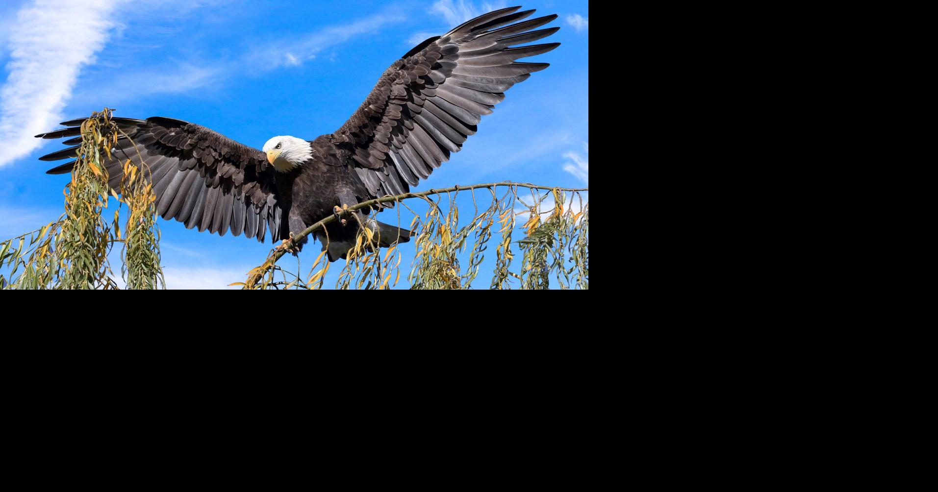 Bernie the bald eagle survives harrowing journey | Local News ...