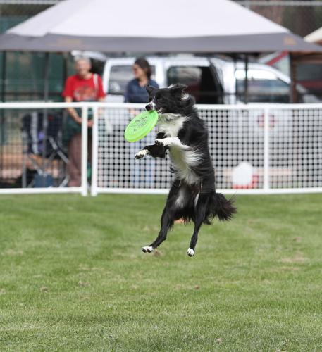 Doll up your favorite canine and put in some extra agility and ...