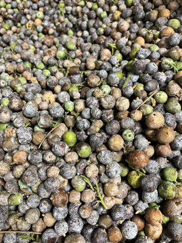 Juniper berry beer created in honor of Highline Trail | Local News ...