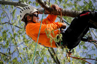 Annual tree festival and climbing championship coming to Snowflake ...