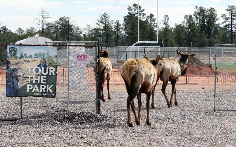 Protecting people and animals | Gila County | paysonroundup.com