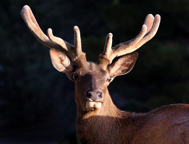 Payson elk: It's like they own the place | News | paysonroundup.com