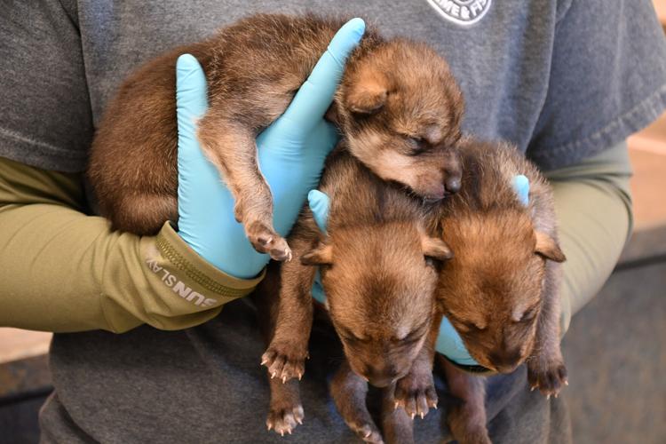 Biologists place 16 captive-born wolf pups into wild dens | 260 ... Biologists place 16 captive-born wolf pups into wild dens | 260 ...