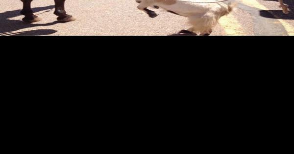 Celebrating the Fourth of July ... and the monsoon | | paysonroundup.com