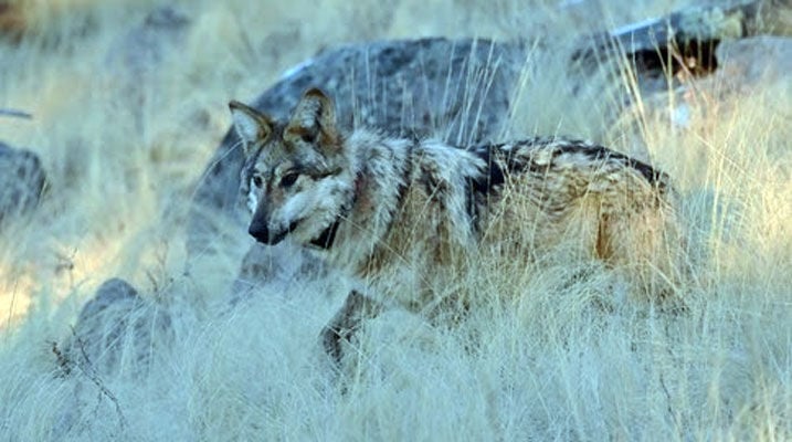 Wildlife groups ‘outraged’ by mistaken killing of endangered wolf ...