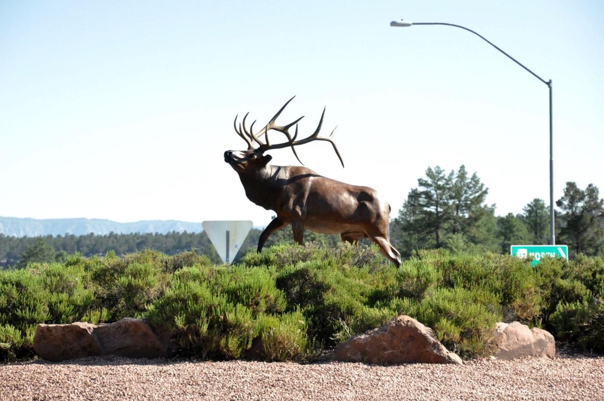 Elk makes an impressive entrance to Payson | Payson | paysonroundup.com