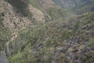 Maverick Fire burning out | Forest Management Wildfires | paysonroundup.com