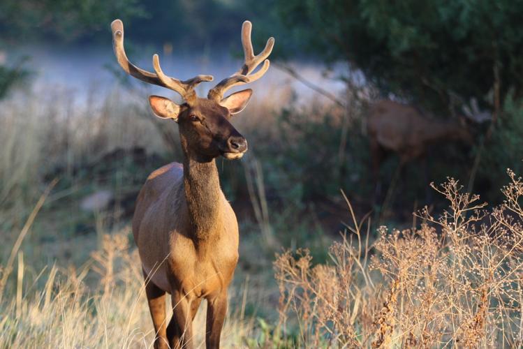 Payson elk: It's like they own the place | News | paysonroundup.com