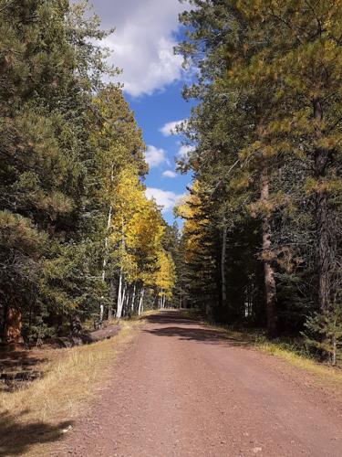 Back-country foliage prepares for its annual beauty pageant | 260 ...