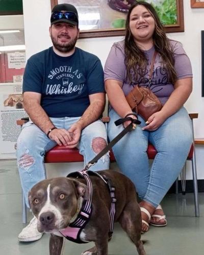 Payson couple adopts dog rescued from Diamond Fire | Local News ...