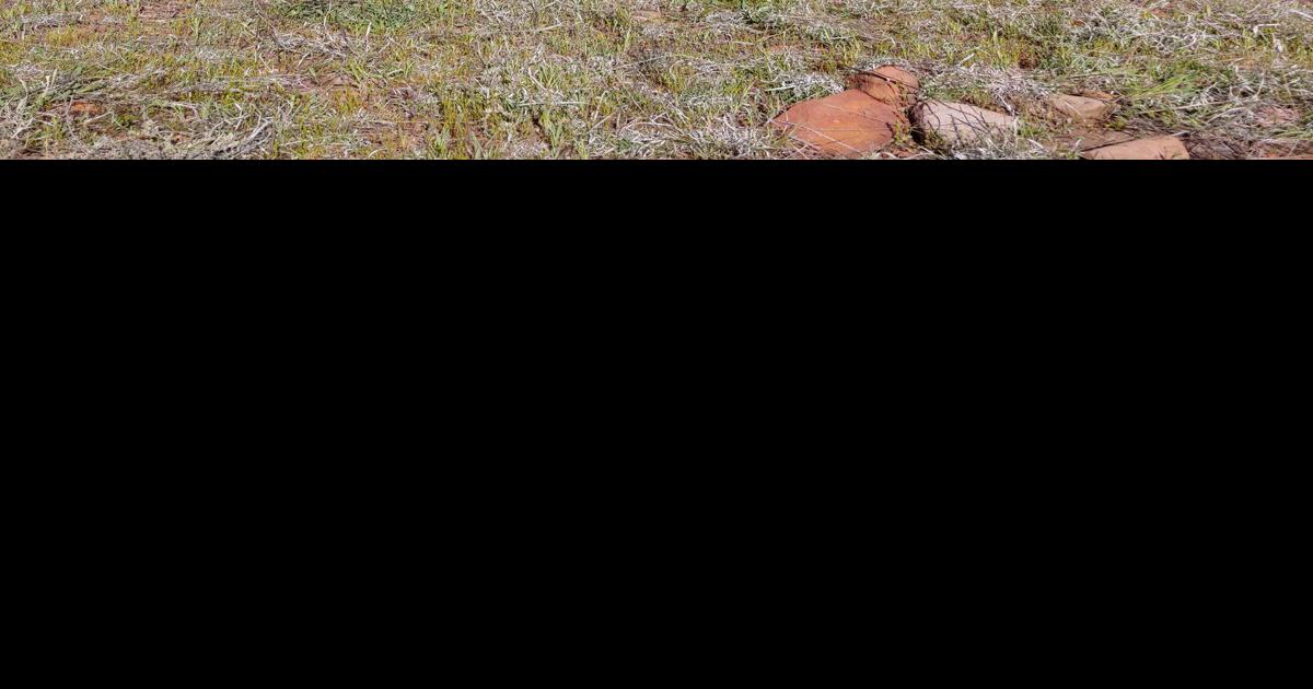 Turkey hunting a Rim Country tradition | Outdoors | paysonroundup.com