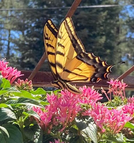 Butterfly Lovers’ field trip | 260 Connection | paysonroundup.com