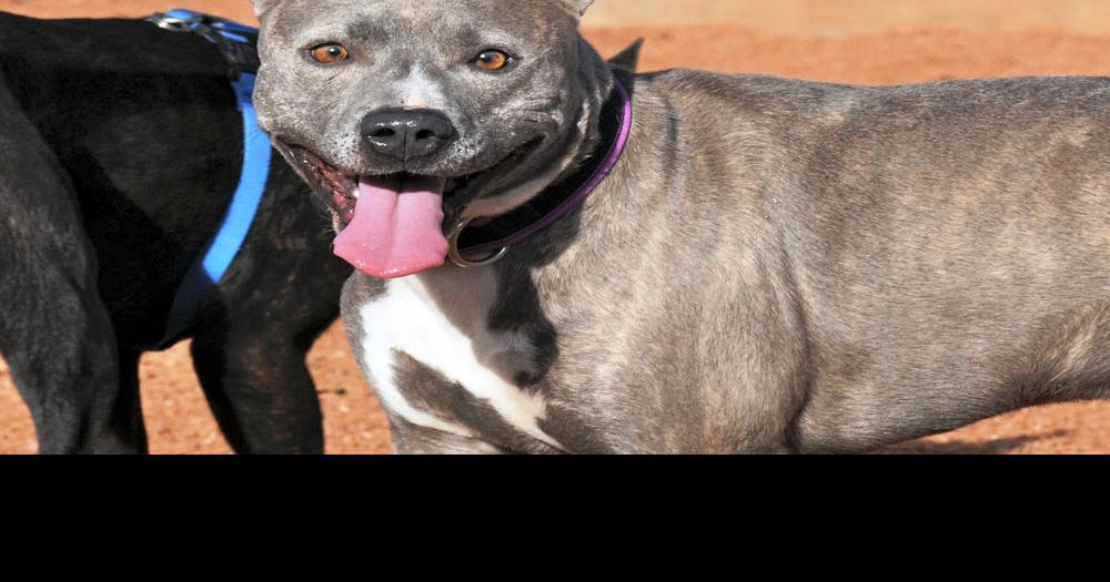 Seven dog breeds that don't deserve their stereotypes | | paysonroundup.com
