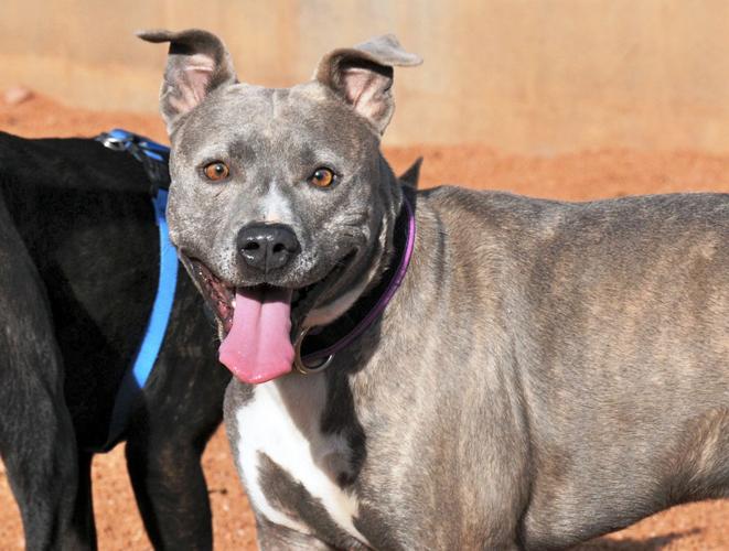 Seven dog breeds that don't deserve their stereotypes | | paysonroundup.com