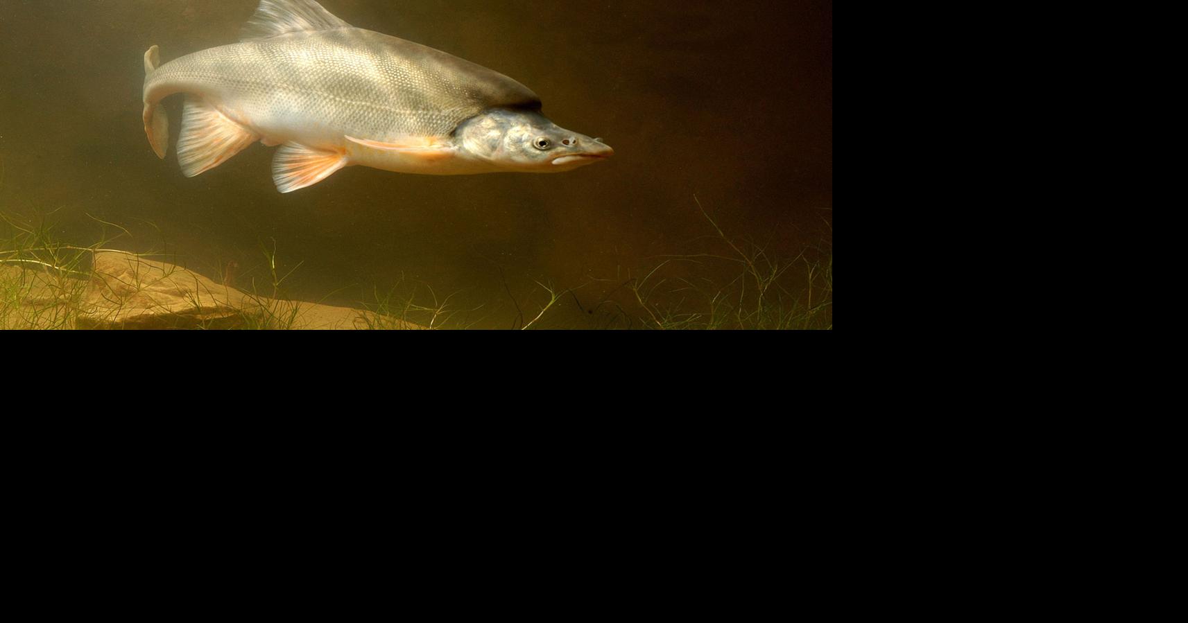 Funding to save Colorado River fish approved | 260 Connection ...