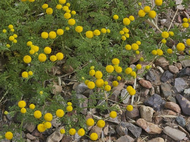 Volunteers battle spread of stinknet in Tonto Basin | News ...