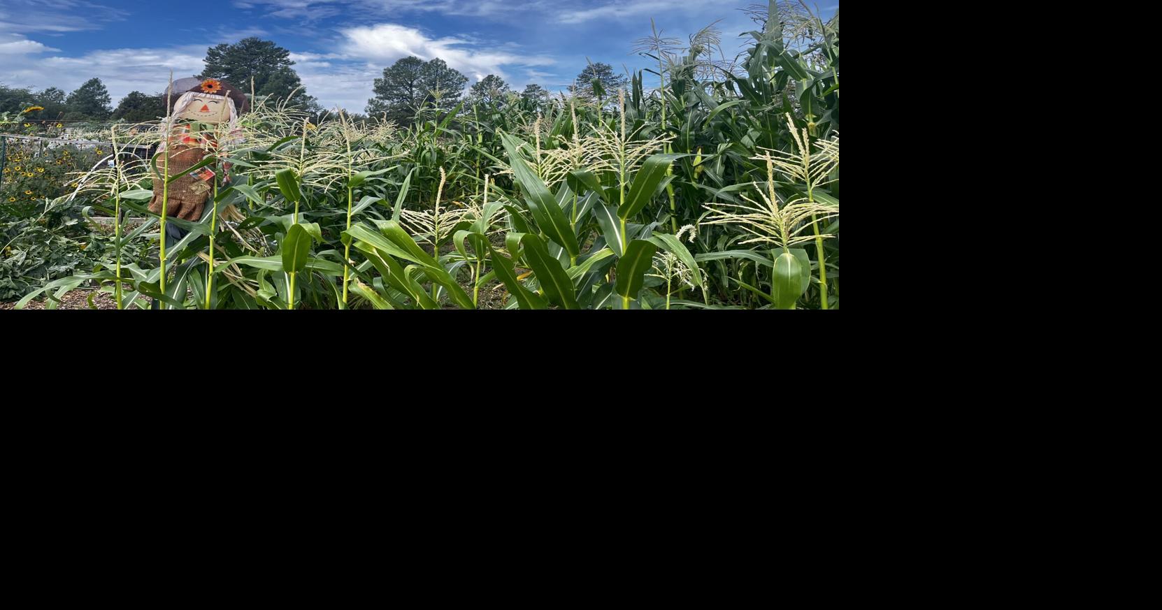 Payson Community Garden to host 12th annual pumpkin patch and corn maze ...