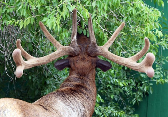 Antler hunting: A family affair | 260 Connection | paysonroundup.com