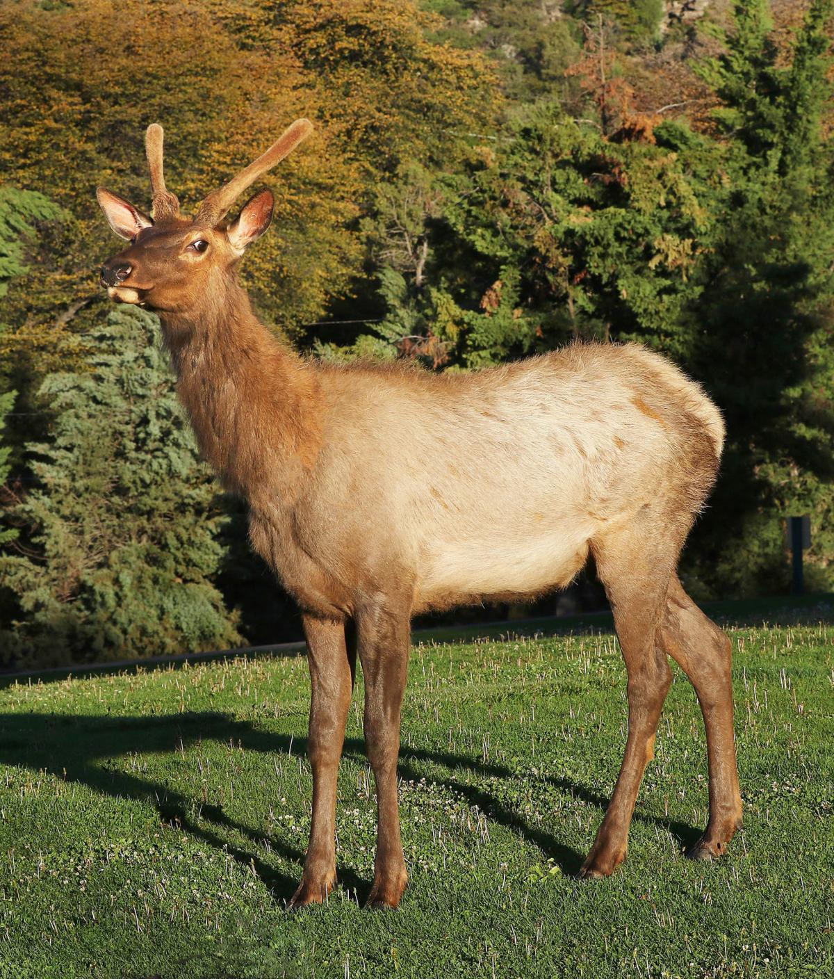 Spring in Rim Country means bull elk return to park | Local News ...