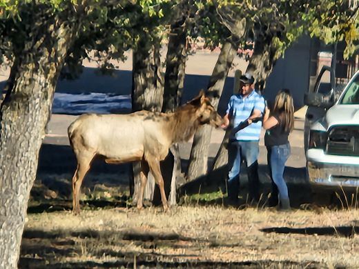 Protecting people and animals | Gila County | paysonroundup.com