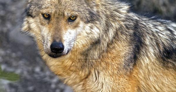 Judge orders complete wolf plan | Wildlife | paysonroundup.com
