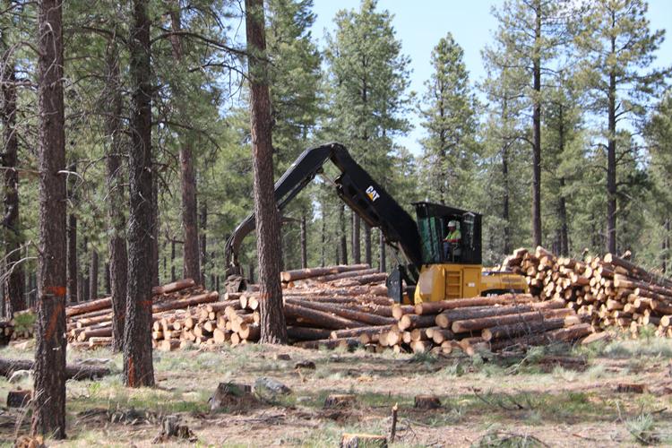 Forest thinning progress – and criticism | Forest Management Wildfires ...