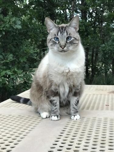 Cat survives 595 days in Rim Country | Local News | paysonroundup.com