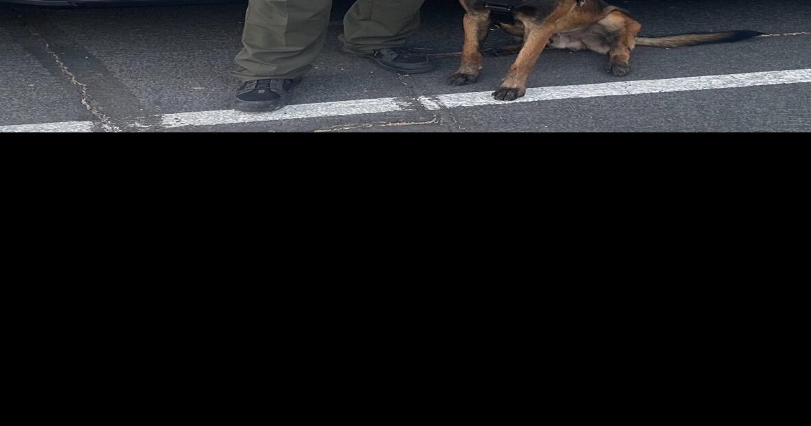 New K9 joins the Gila County Sheriff's Office | Crime Law Enforcement ...