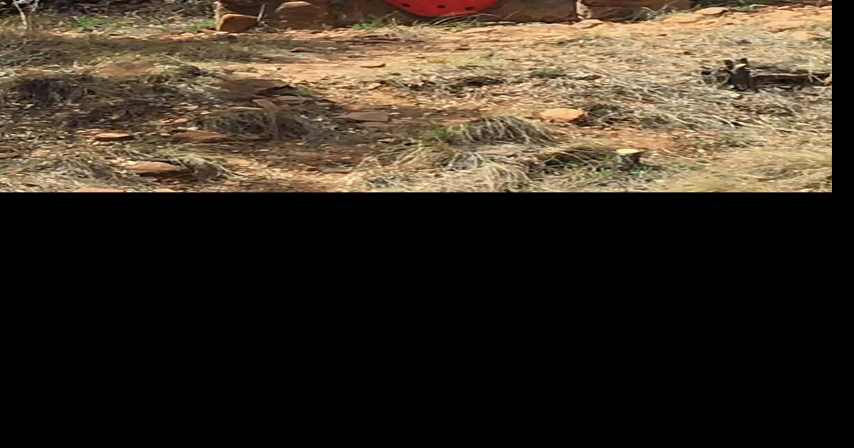 Learning to live with and love our visitors | Pine/Strawberry ...