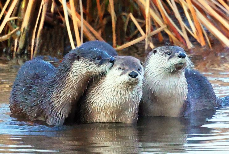 Southwestern river otters move in at Green Valley Park | News ...