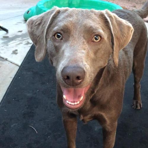 Trial set for man accused of killing dog in Payson neighborhood | News ...