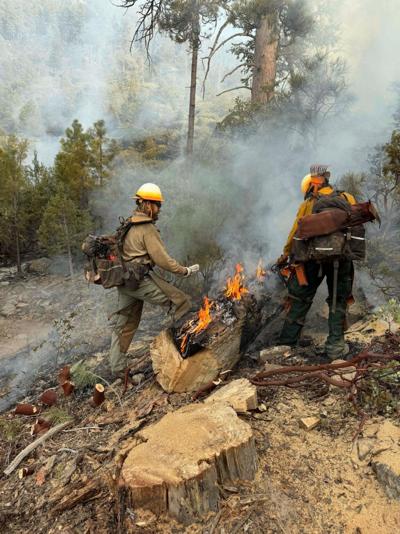 Trump Administration freezes wildfire fuels projects | News ...