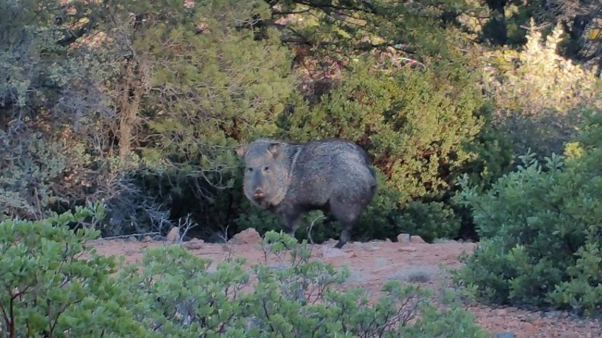 Javelina: An Arizona big game animal | Local Sports | paysonroundup.com
