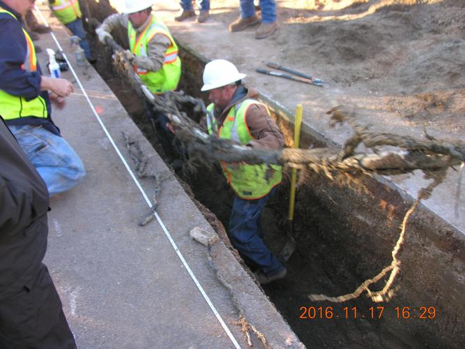 Part III: Investigation reveals simple tree roots caused devastating ...