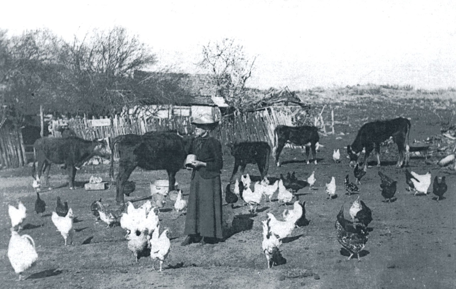 Chickens deserve their place in history, too | News | paysonroundup.com