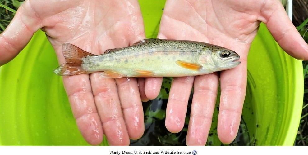 Threatened native Gila Trout returned to tiny Raspberry Creek | 260 ...