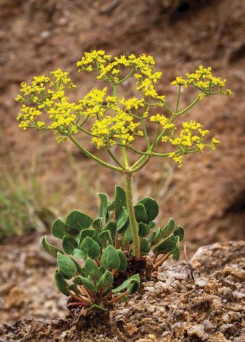 Threatened plants on state lands have few protections | Wildlife ...